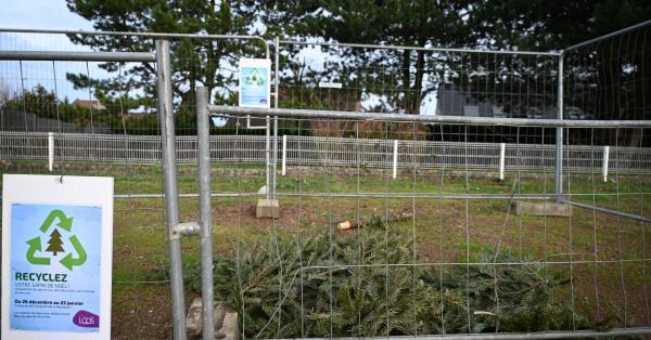 Recyclez vos sapins de Noël ! | Ville de Loos